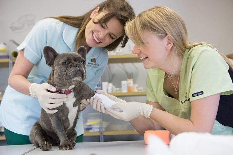 Level 2 Animal Nursing Assistants (Adult) - Sunderland College